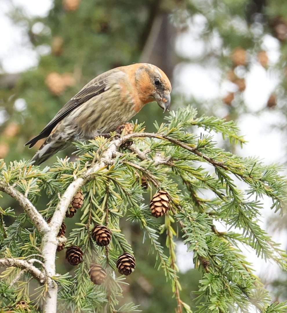 Common Crossbill at Haldon by Steve Hopper - Devon Birds