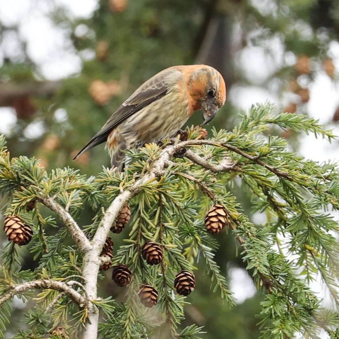 Common Crossbill at Haldon by Steve Hopper - Devon Birds