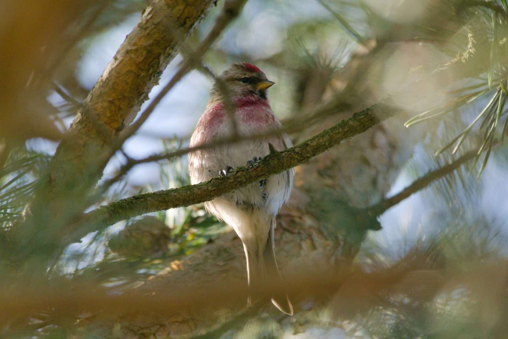 Common Redpoll at Ideford by Annabel Sharpe - Devon Birds