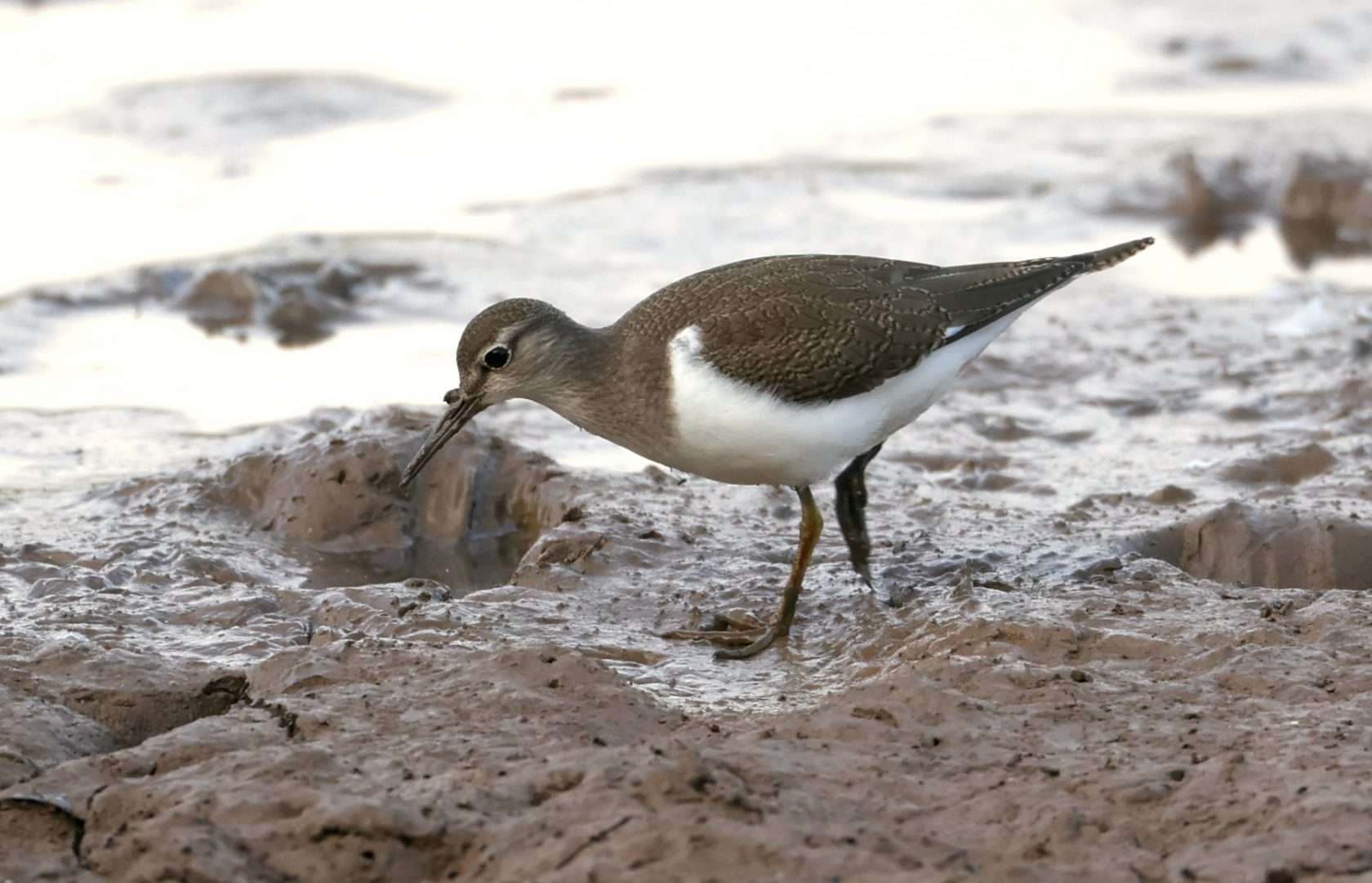 Common Sandpiper at RSPB Bowling Green Marsh by Steve Hopper - Devon Birds
