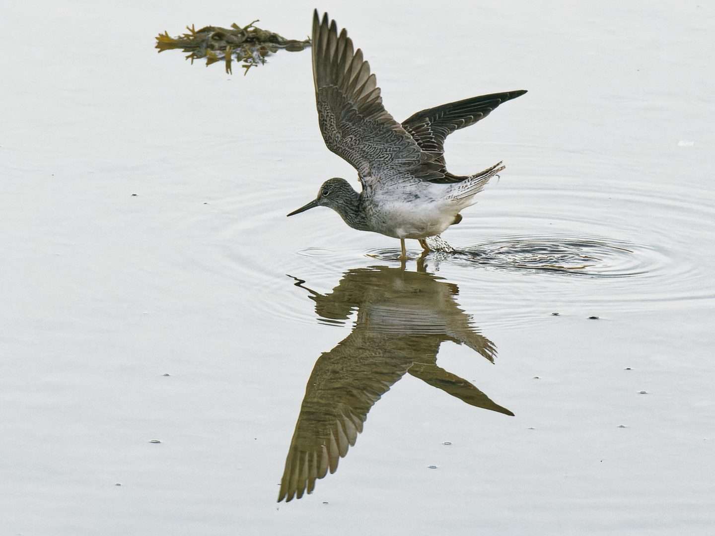 Common Sandpiper at plym estuary by Wayne Emery - Devon Birds