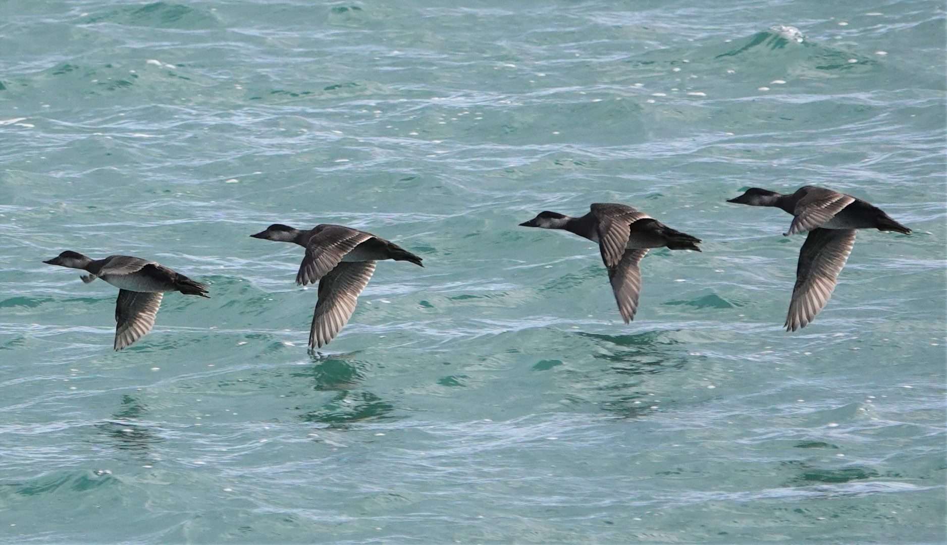 Common Scoter at Exmouth by Paul Howrihane - Devon Birds