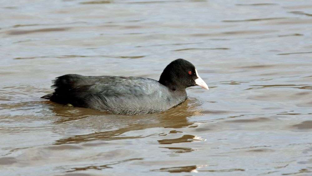 Coot at Bowling Green Marsh by Mike Jones - Devon Birds
