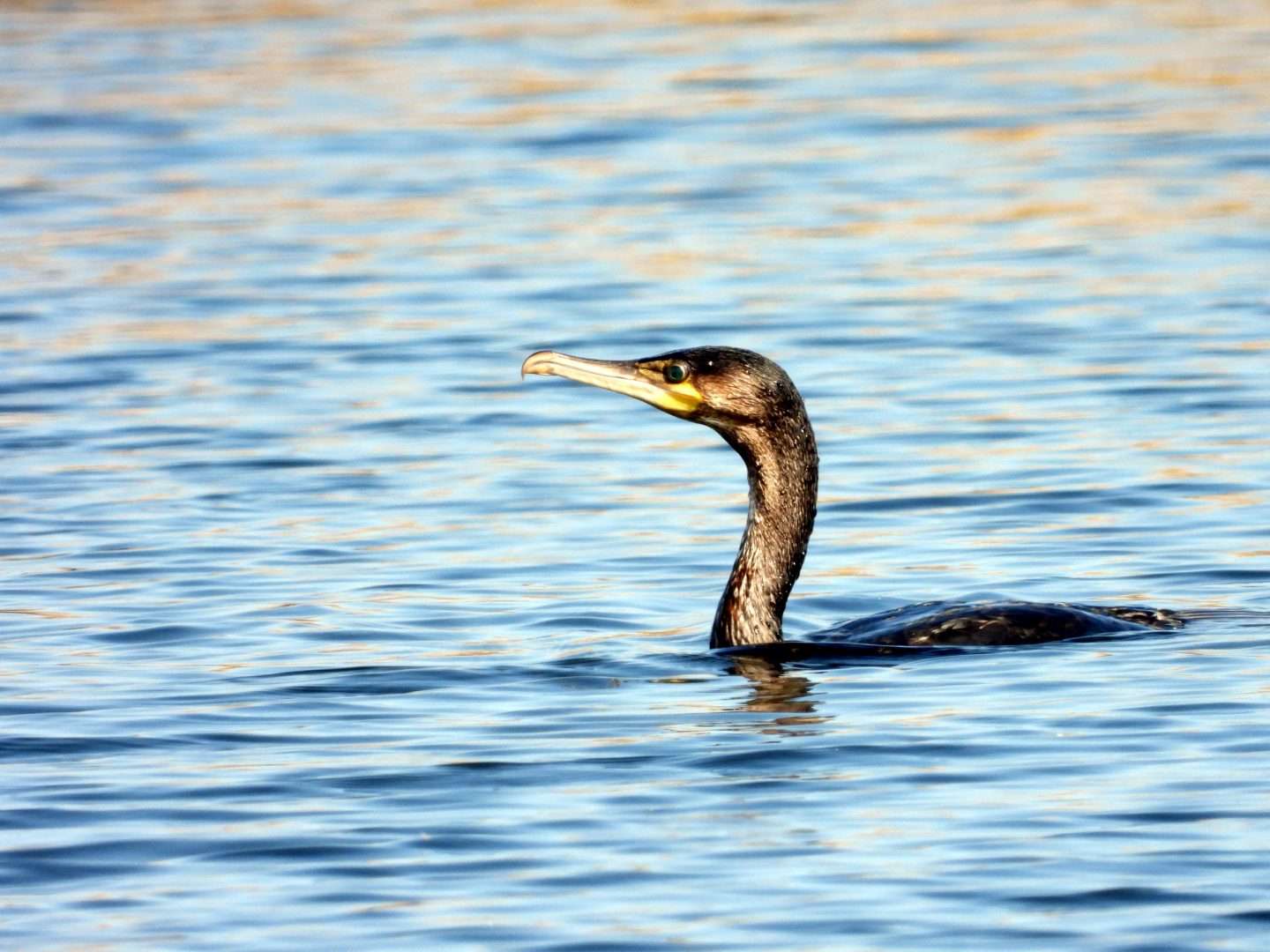 Cormorant at Exminster marshes RSPB by Kenneth Bradley - Devon Birds