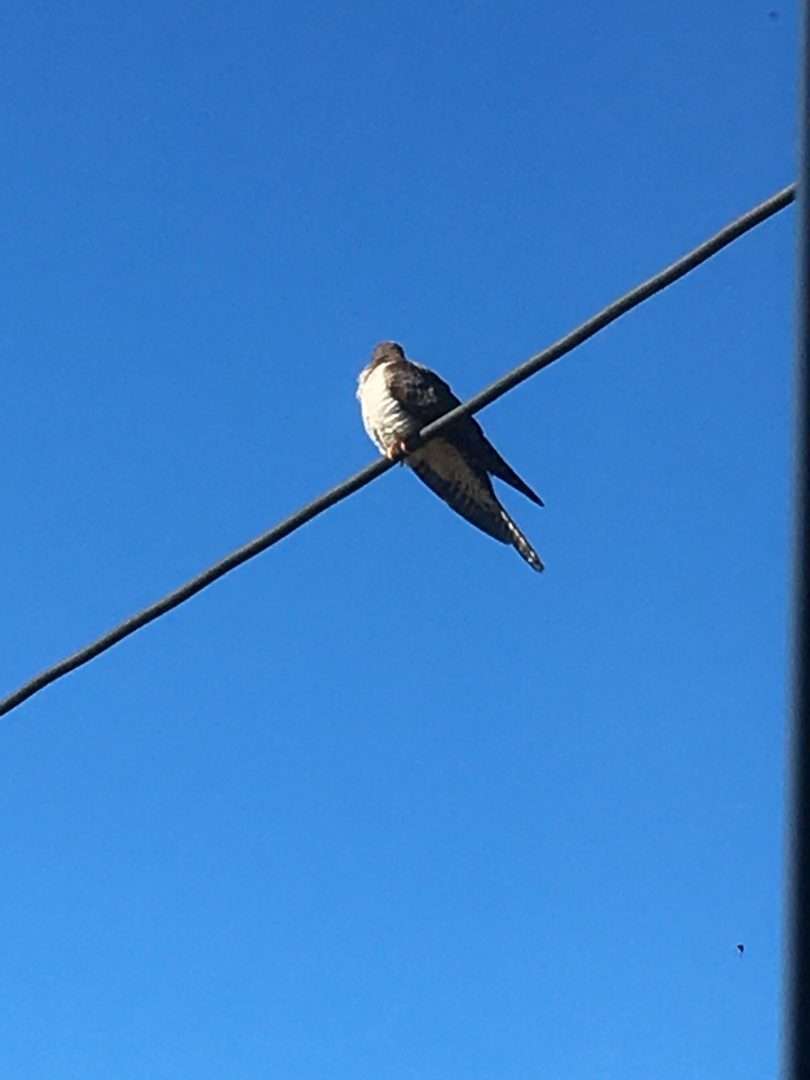 Cuckoo at Smallcombe Farm Rattery by Peter Smerdon - Devon Birds