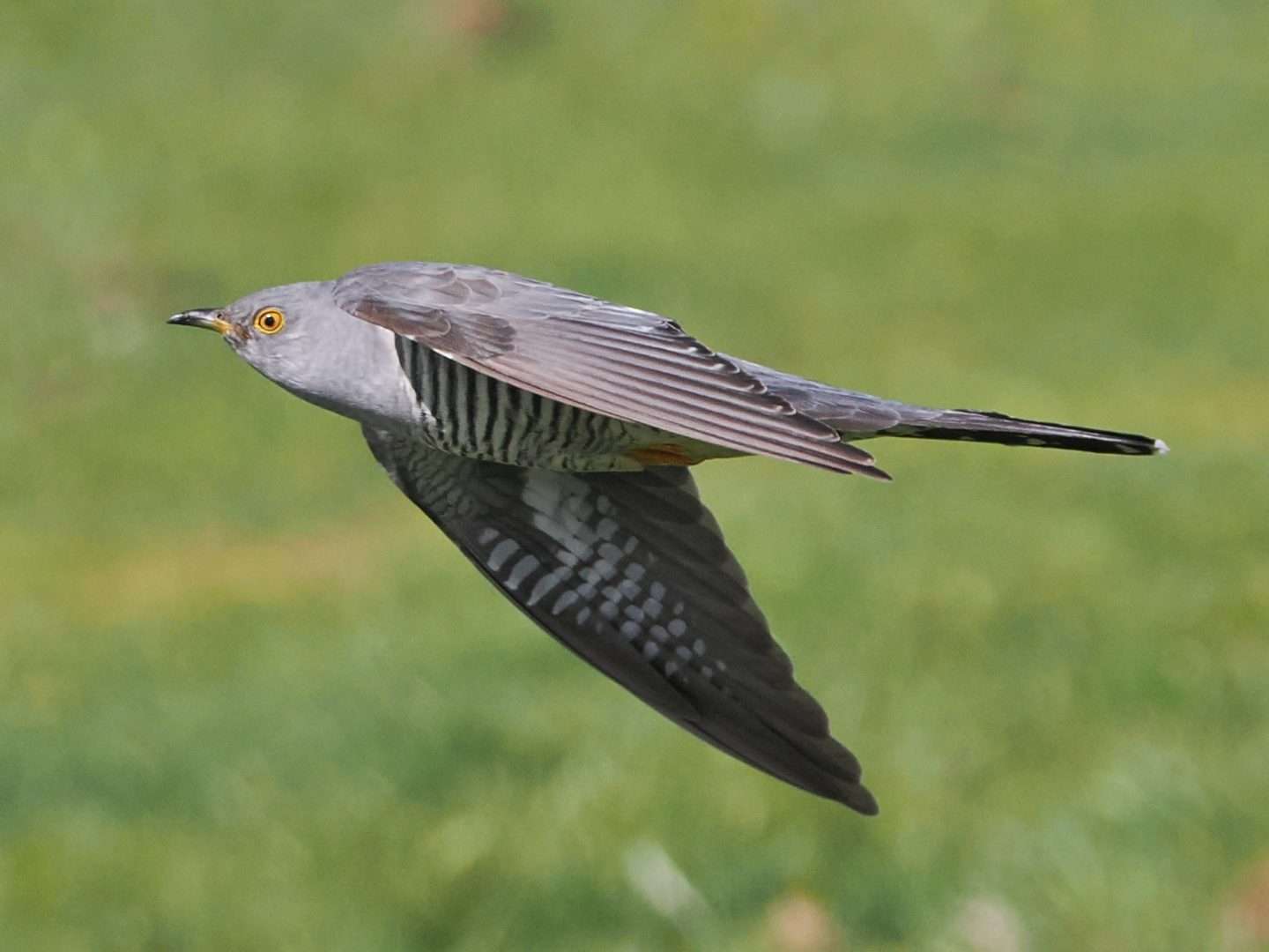 Cuckoo at Dartmoor by Tom Wallis - Devon Birds