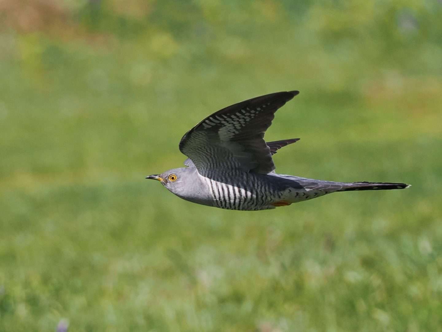 Cuckoo at Dartmoor by Tom Wallis - Devon Birds
