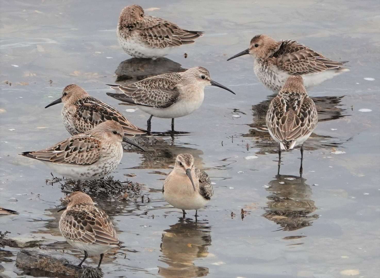 Curlew Sandpiper at Home Farm Marsh by Paul Howrihane - Devon Birds