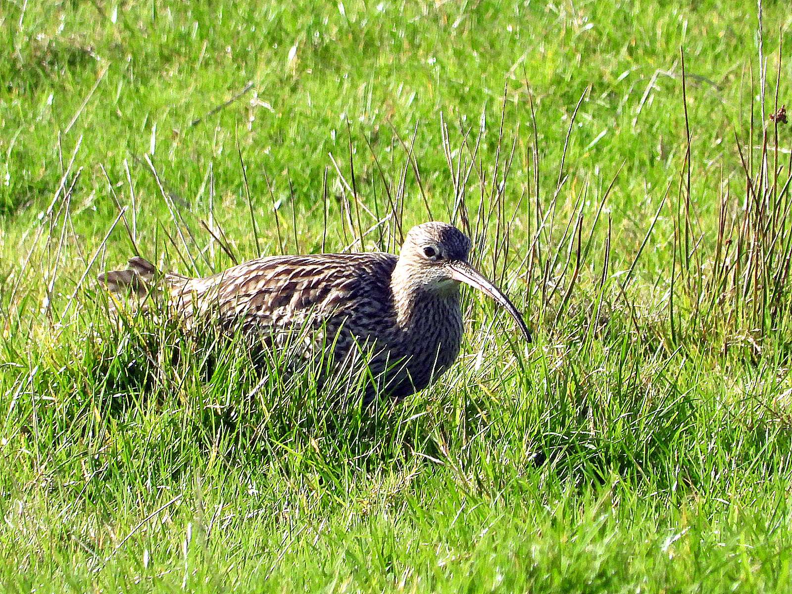 Curlew at Exminster marshes RSPB by Kenneth Bradley - Devon Birds