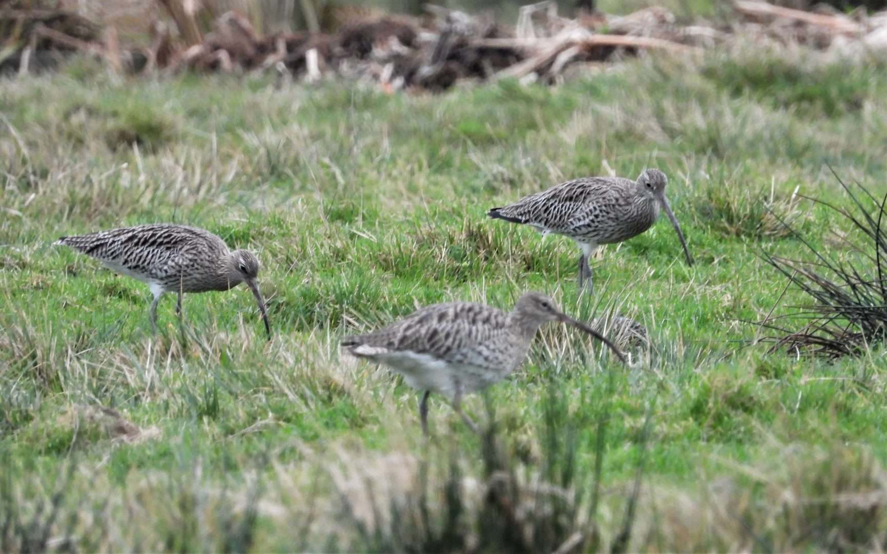 Curlew at Exminster marshes RSPB by Kenneth Bradley - Devon Birds
