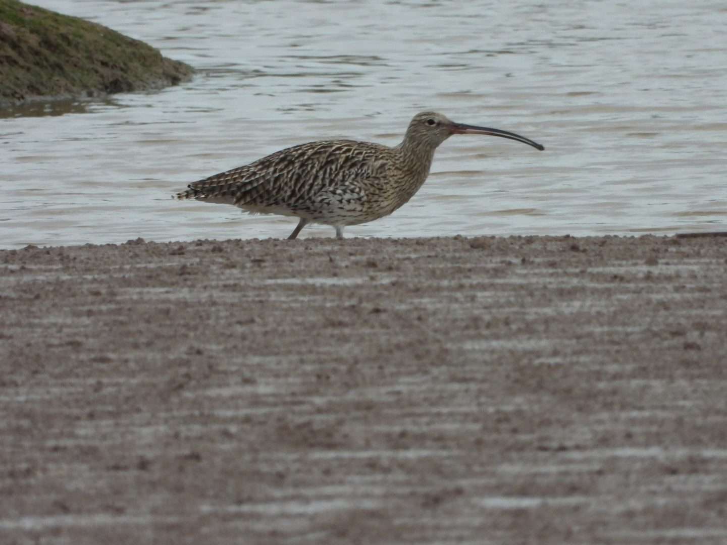 Curlew at Goosemoor RSPB by Kenneth Bradley - Devon Birds
