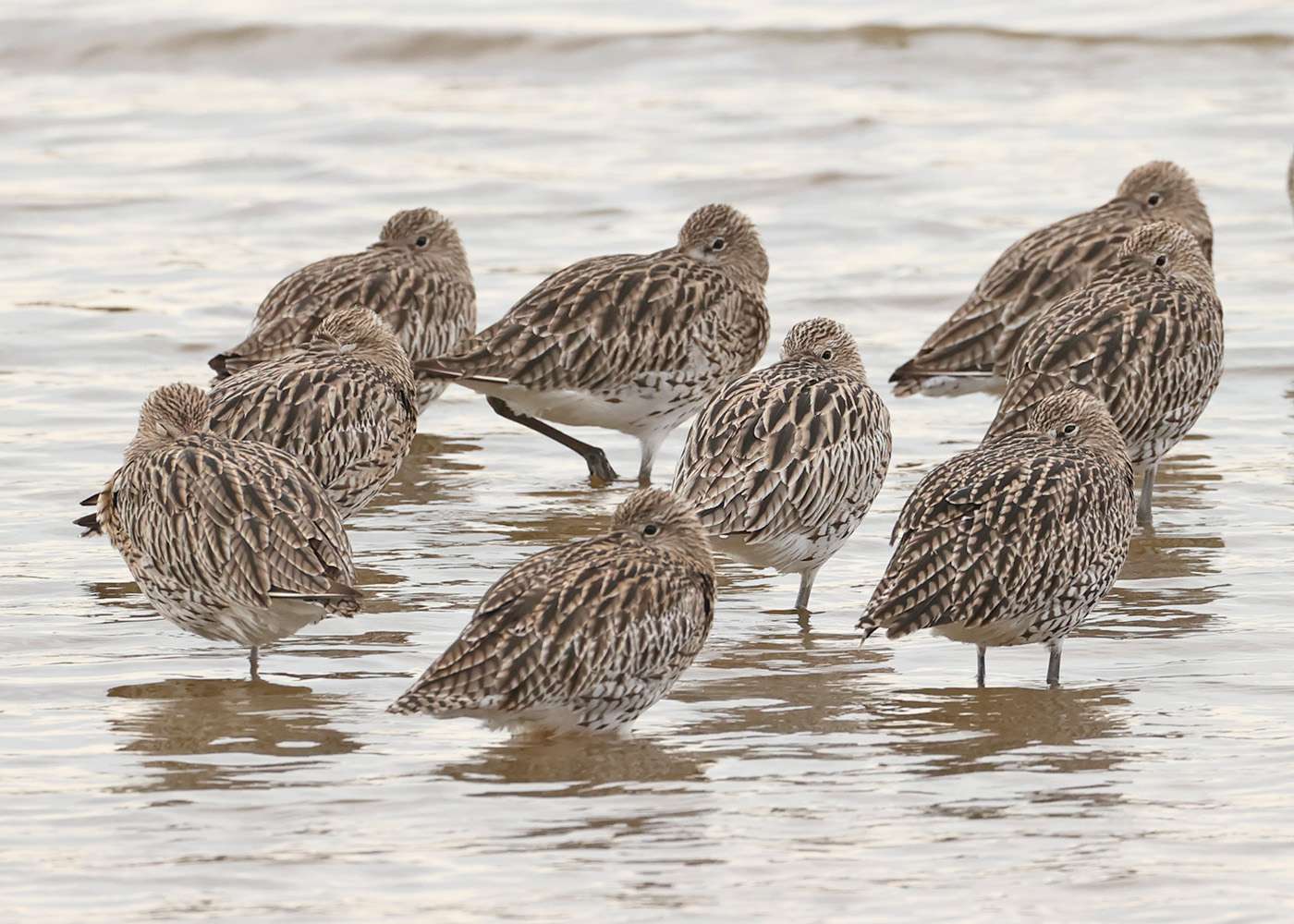 Curlew at Exe estuary by Steve Hopper - Devon Birds