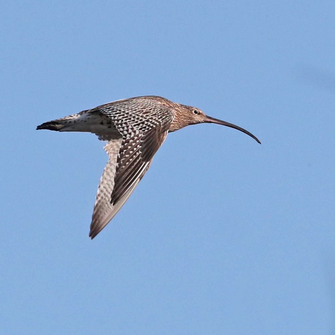 Curlew at Exminster marsh by Steve Hopper - Devon Birds