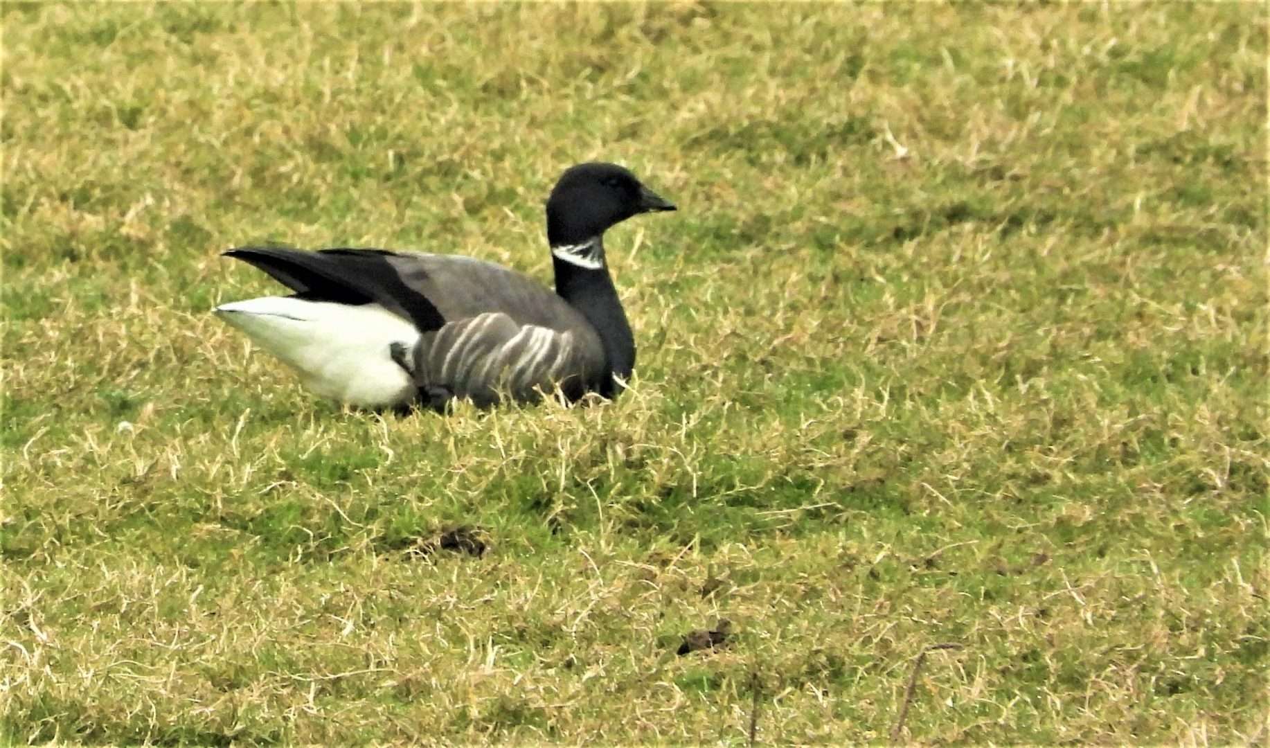 Dark-bellied Brent Goose at Exminster marshes RSPB by Kenneth Bradley ...