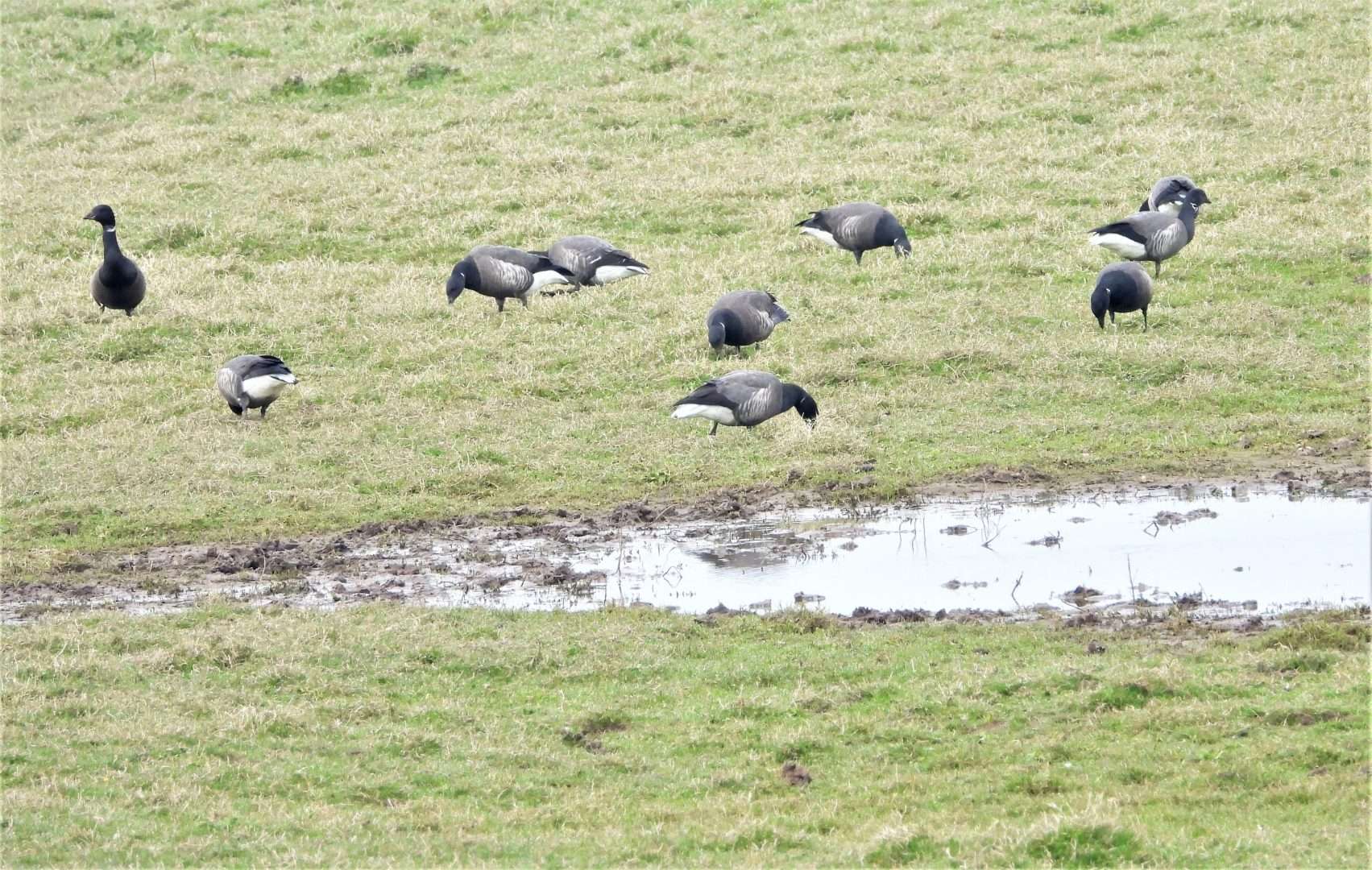 Dark-bellied Brent Goose at Exminster marshes RSPB by Kenneth Bradley - Devon Birds