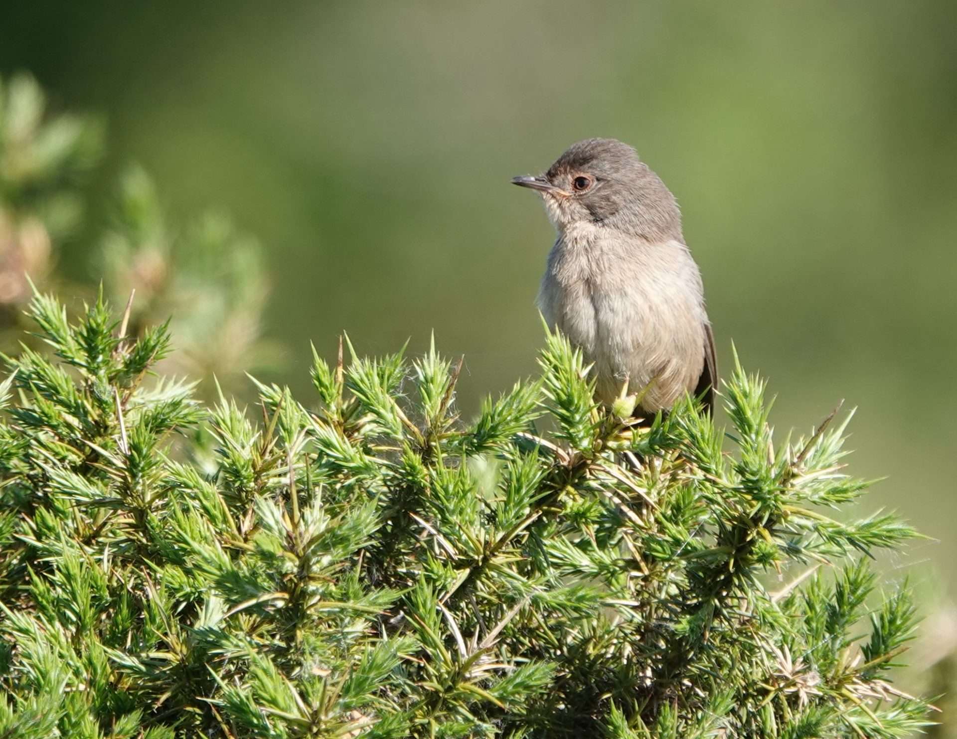 Dartford Warbler at Aylesbeare by Paul Howrihane - Devon Birds