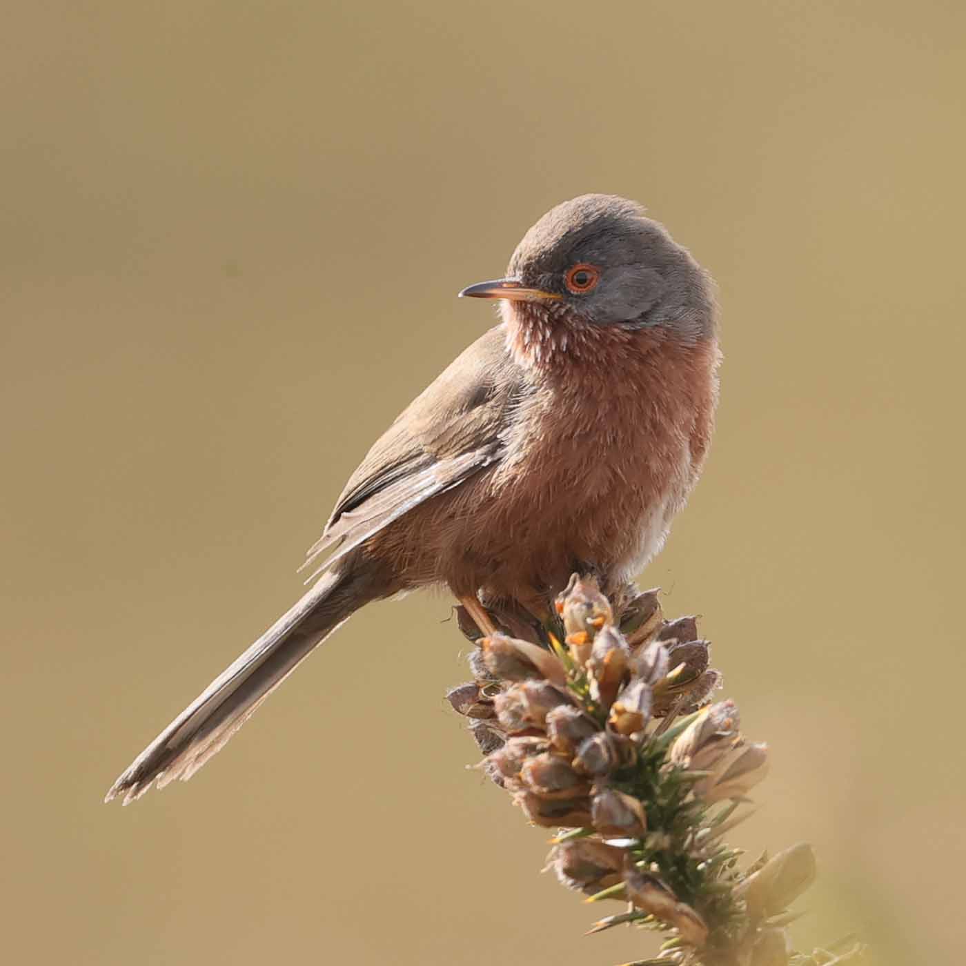 Dartford Warbler at East Devon by Steve Hopper - Devon Birds