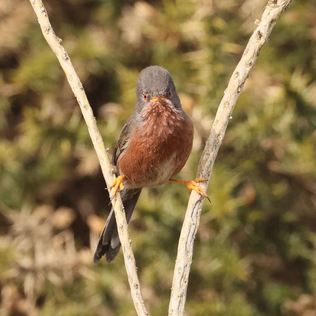 Dartford Warbler at East Devon by Steve Hopper - Devon Birds
