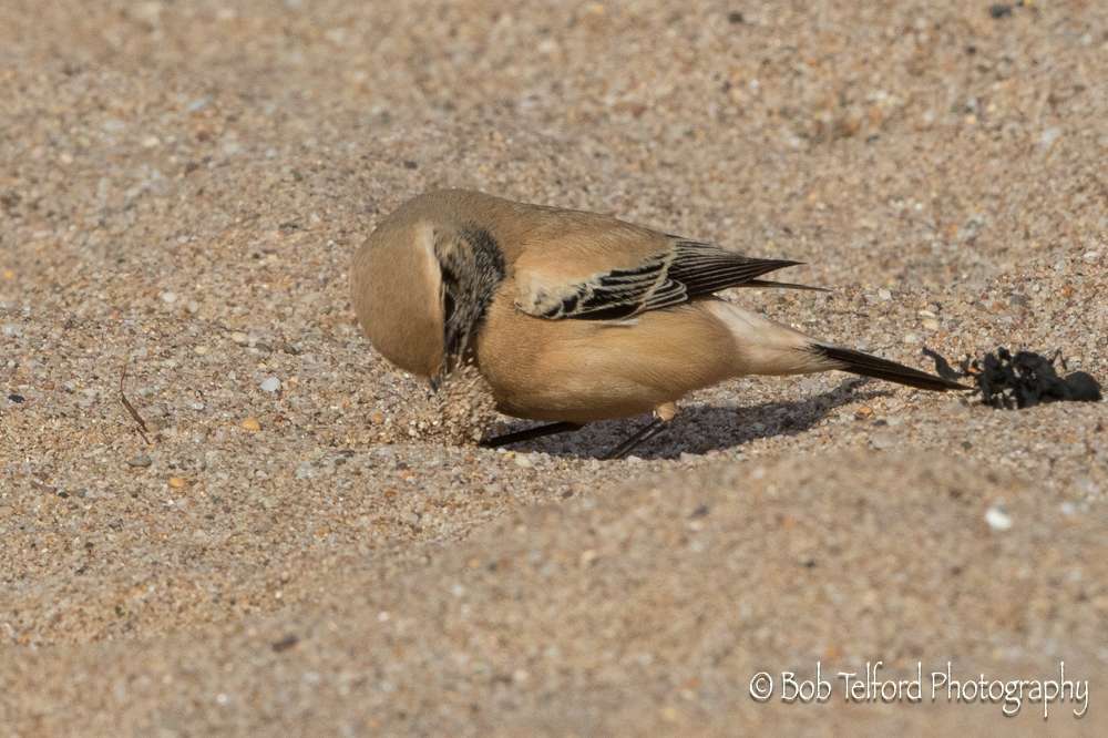Desert Wheatear at Thurlestone by Bob Telford - Devon Birds