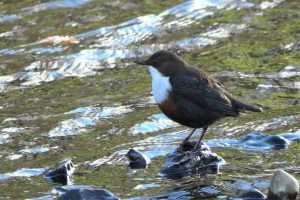 Dipper at River Otter near Ottery St Mary by John Reeves - Devon Birds