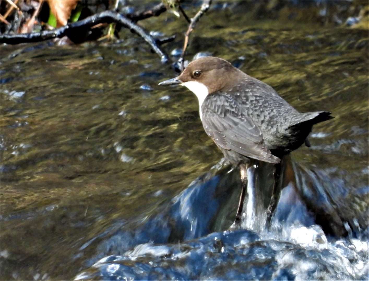 Dipper at Dartington by Kenneth Bradley - Devon Birds