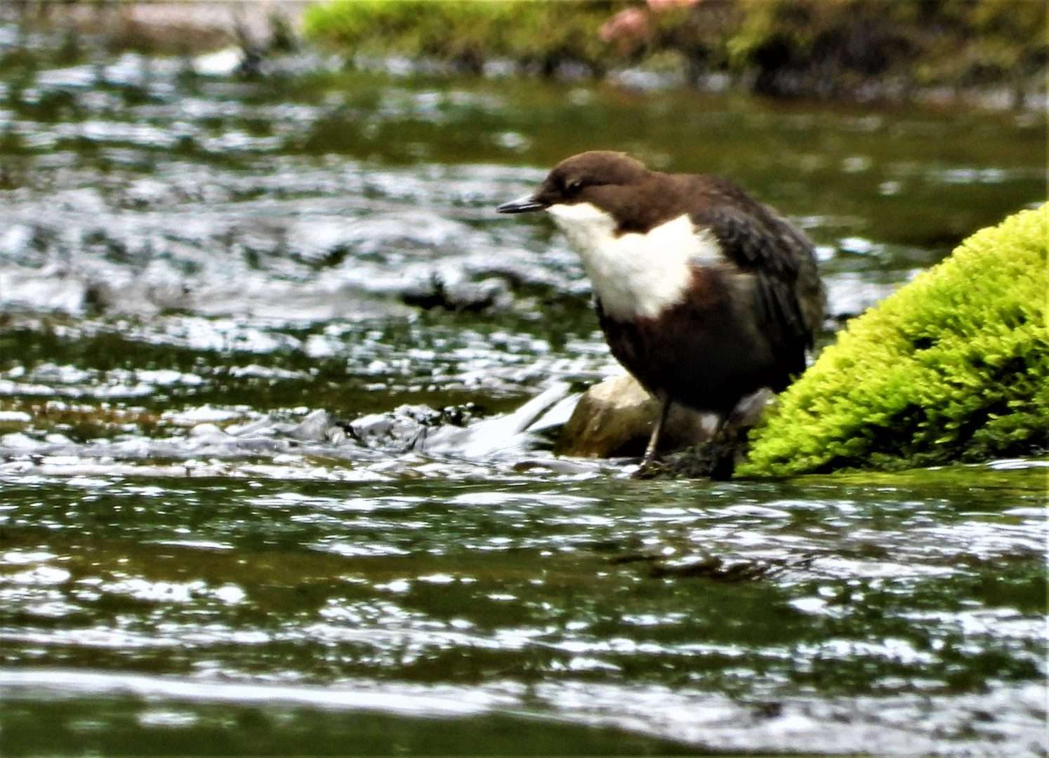 Dipper at Spitchwick by Kenneth Bradley - Devon Birds