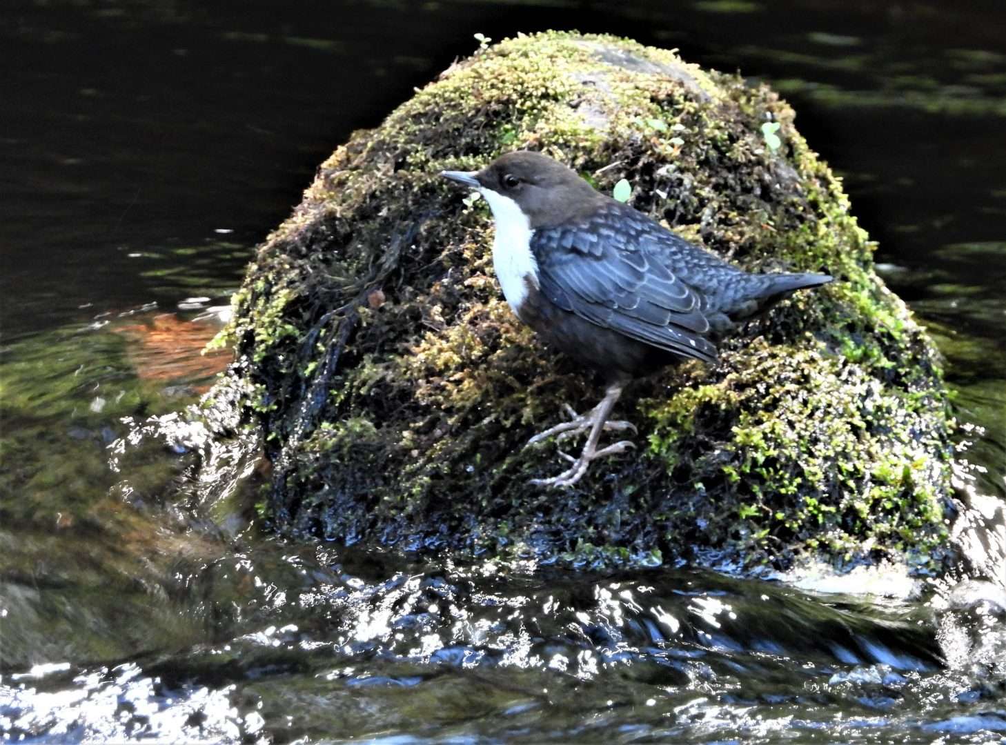 Dipper at Spitchwick by Kenneth Bradley - Devon Birds