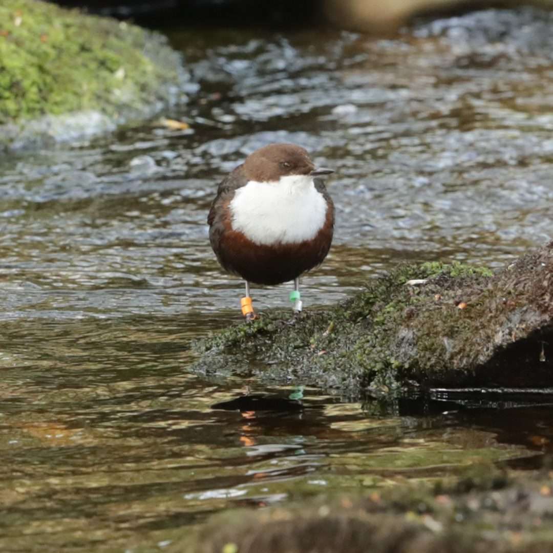 Dipper at Shipley, South Brent by Steve Hopper - Devon Birds