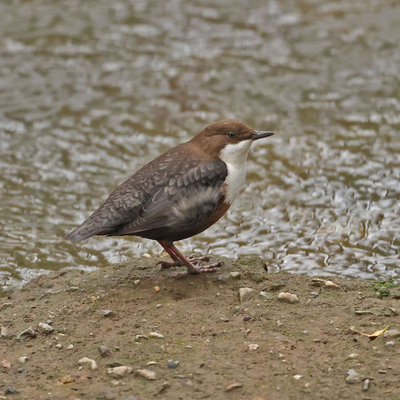 Dipper at Tuckenhay by Steve Hopper - Devon Birds