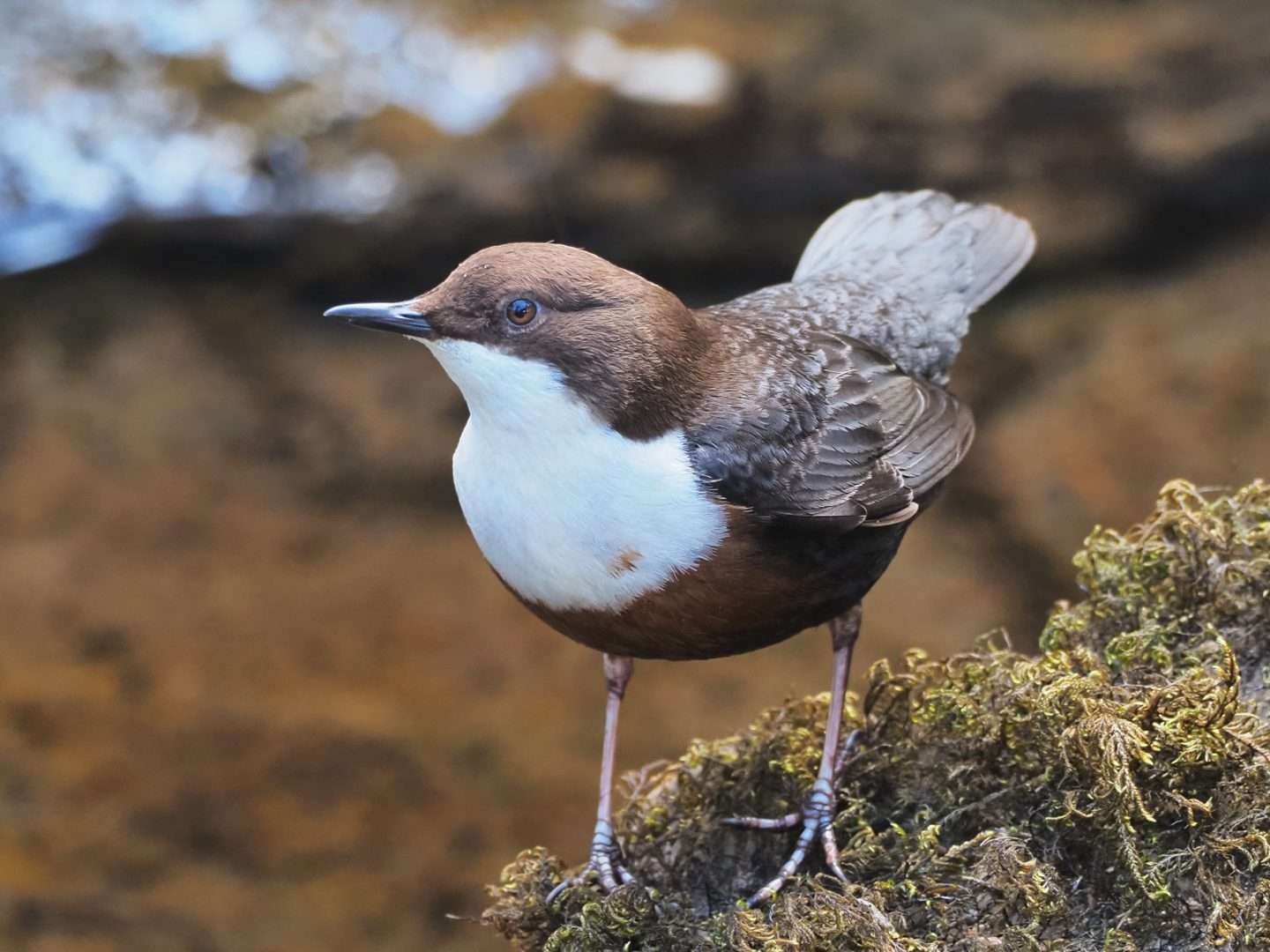 Dipper at R. East Okement by Tom Wallis - Devon Birds
