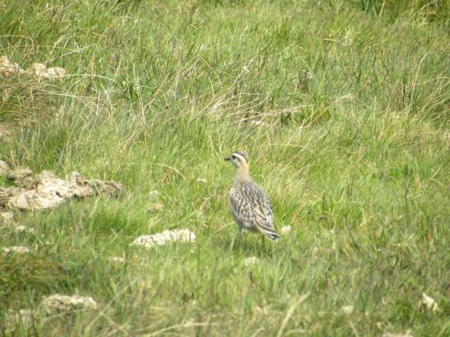 Dotterel at Three Barrows, Dartmoor by Rob Lennox - Devon Birds