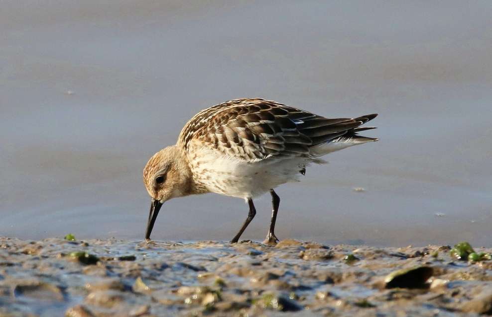 Dunlin at Fremington Pill by Dave Paterson - Devon Birds