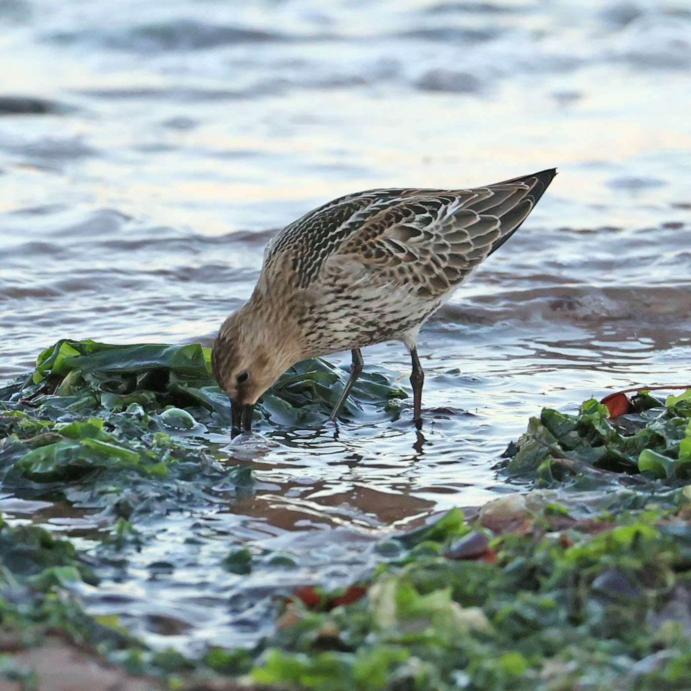 Dunlin at Dawlish Warren NR by Steve Hopper - Devon Birds