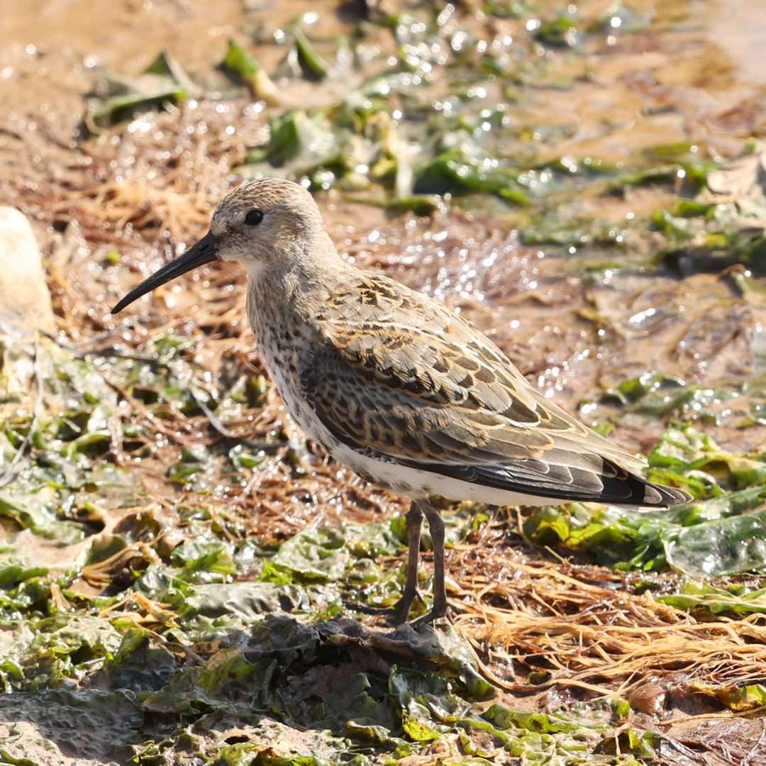 Dunlin at Exe estuary by Steve Hopper - Devon Birds