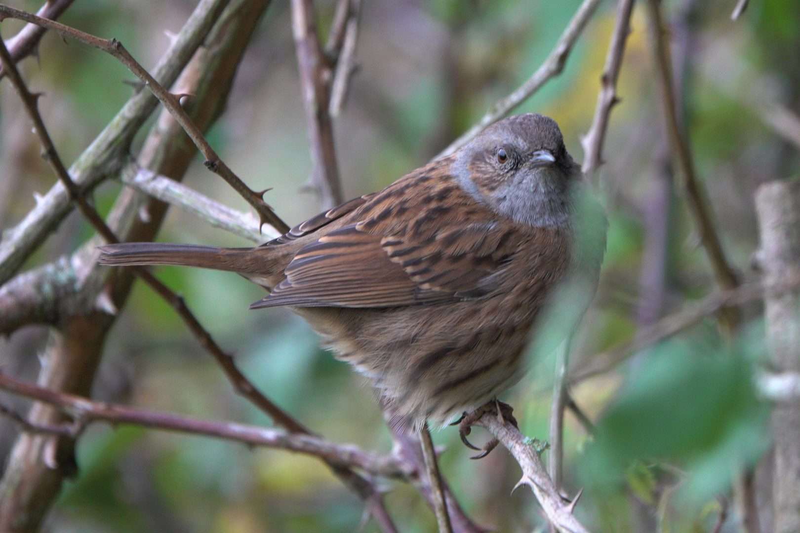 Dunnock at Bowling Green Marsh RSPB Reserve by John Reeves - Devon Birds