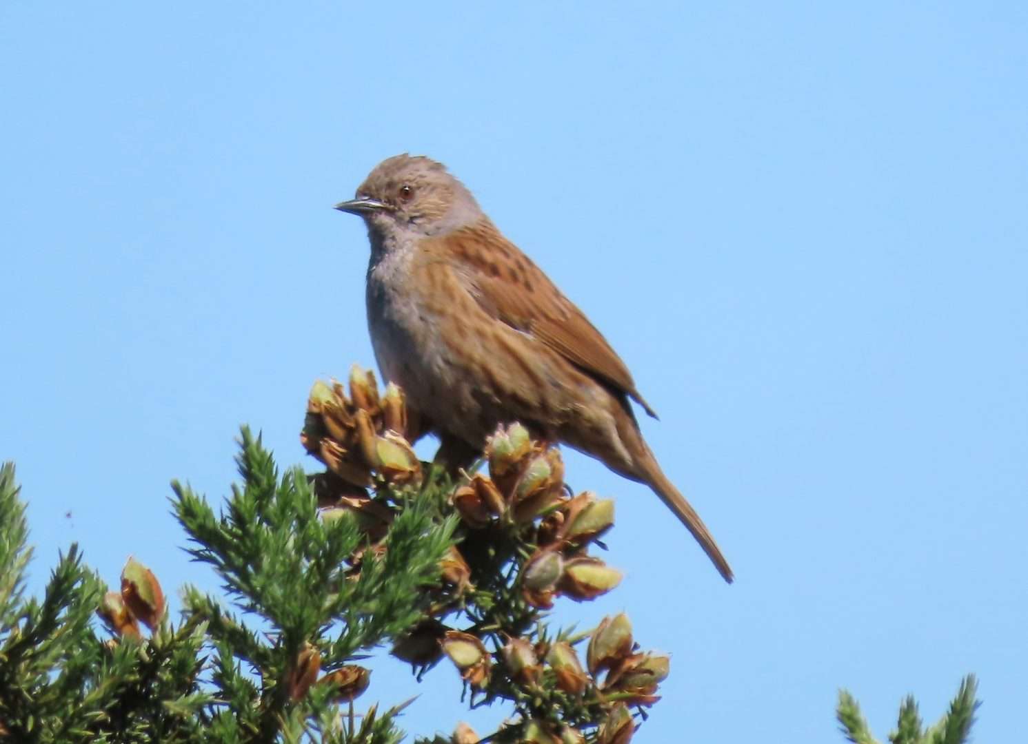 Dunnock at LITTLE HALDON by Ken Flaxman - Devon Birds