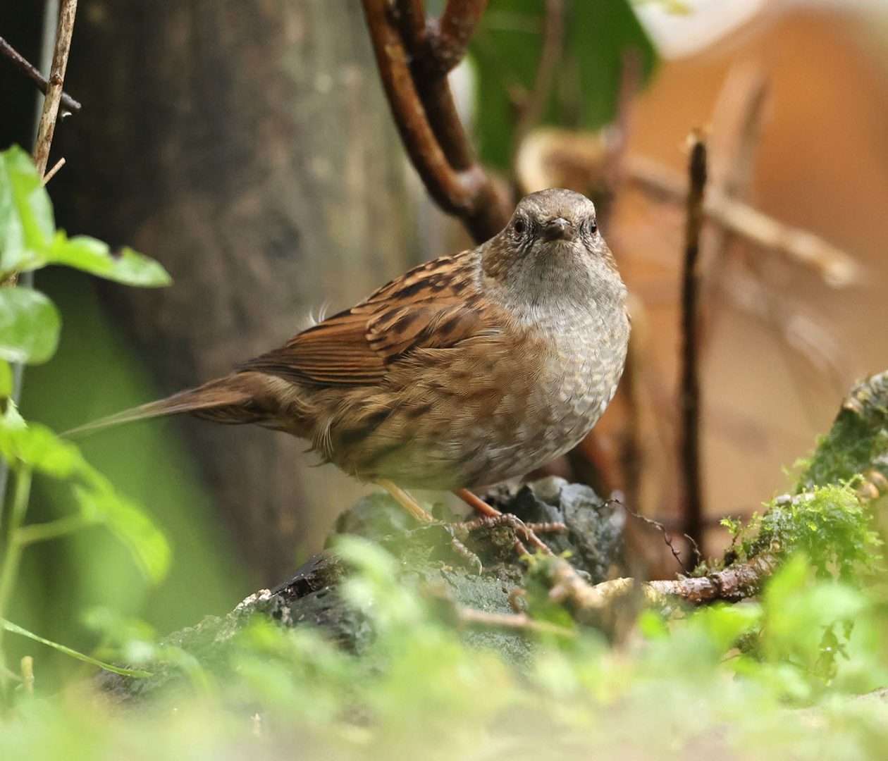 Dunnock at South Brent by Steve Hopper - Devon Birds