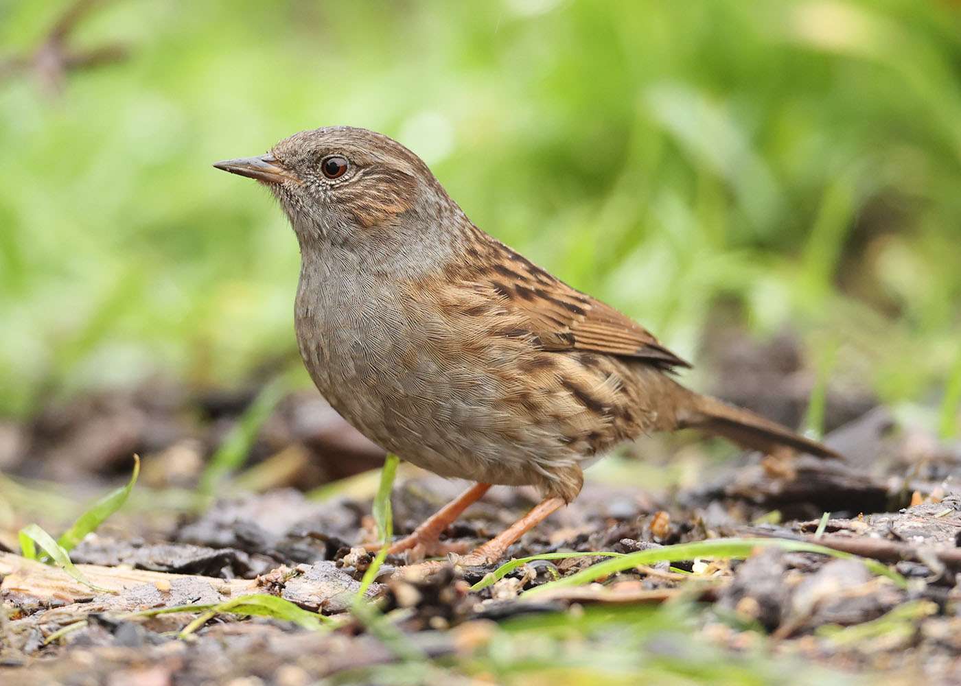 Dunnock at South Brent by Steve Hopper - Devon Birds
