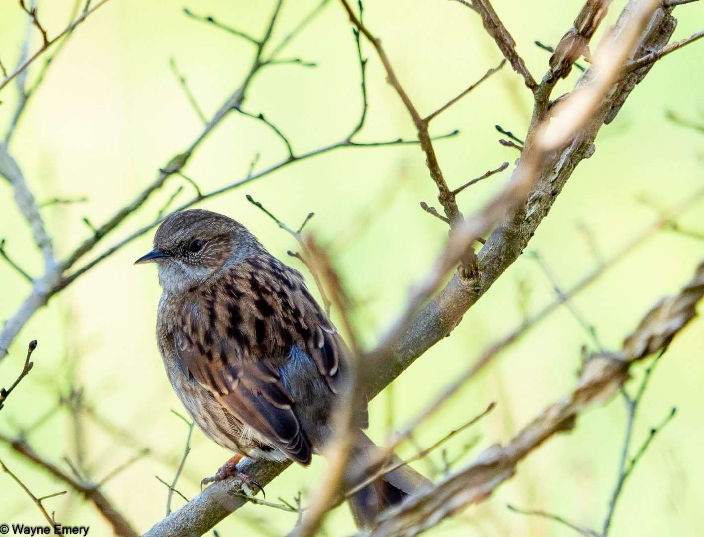 Dunnock at Saltram by Wayne Emery - Devon Birds