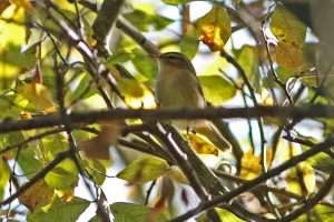 Dusky Warbler at Broadsands, Torbay by Christopher Lake - Devon Birds
