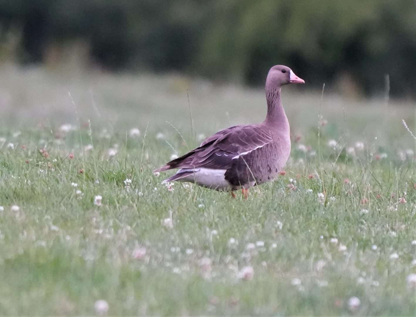 European White-fronted Goose at Upper Tamar Lake by Paul Howrihane ...