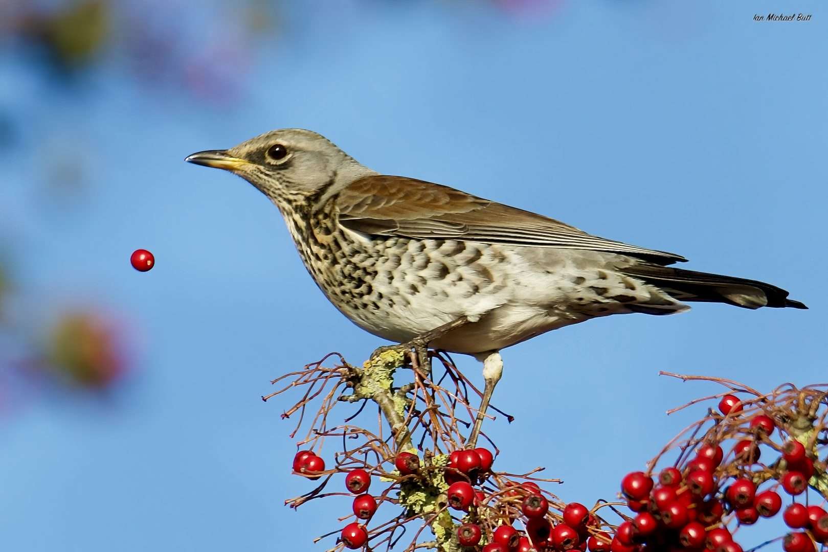 Fieldfare at exeter canal turf lock by Ian Butt - Devon Birds