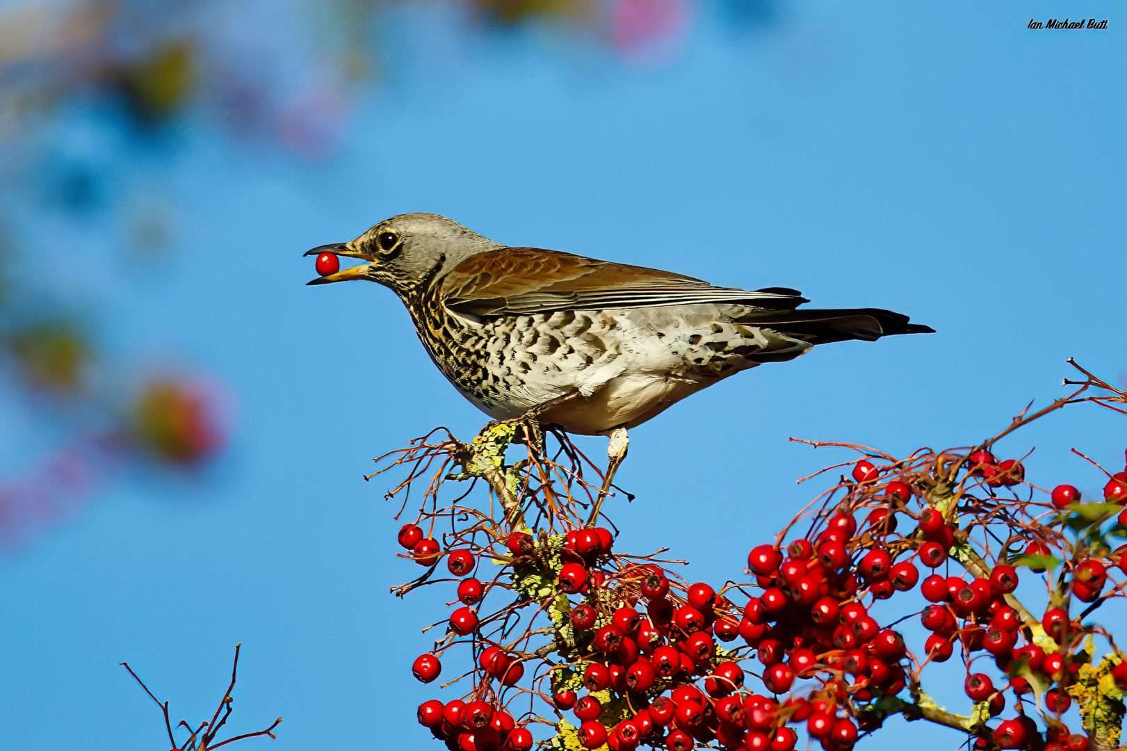 Fieldfare at exeter canal turf lock by Ian Butt - Devon Birds