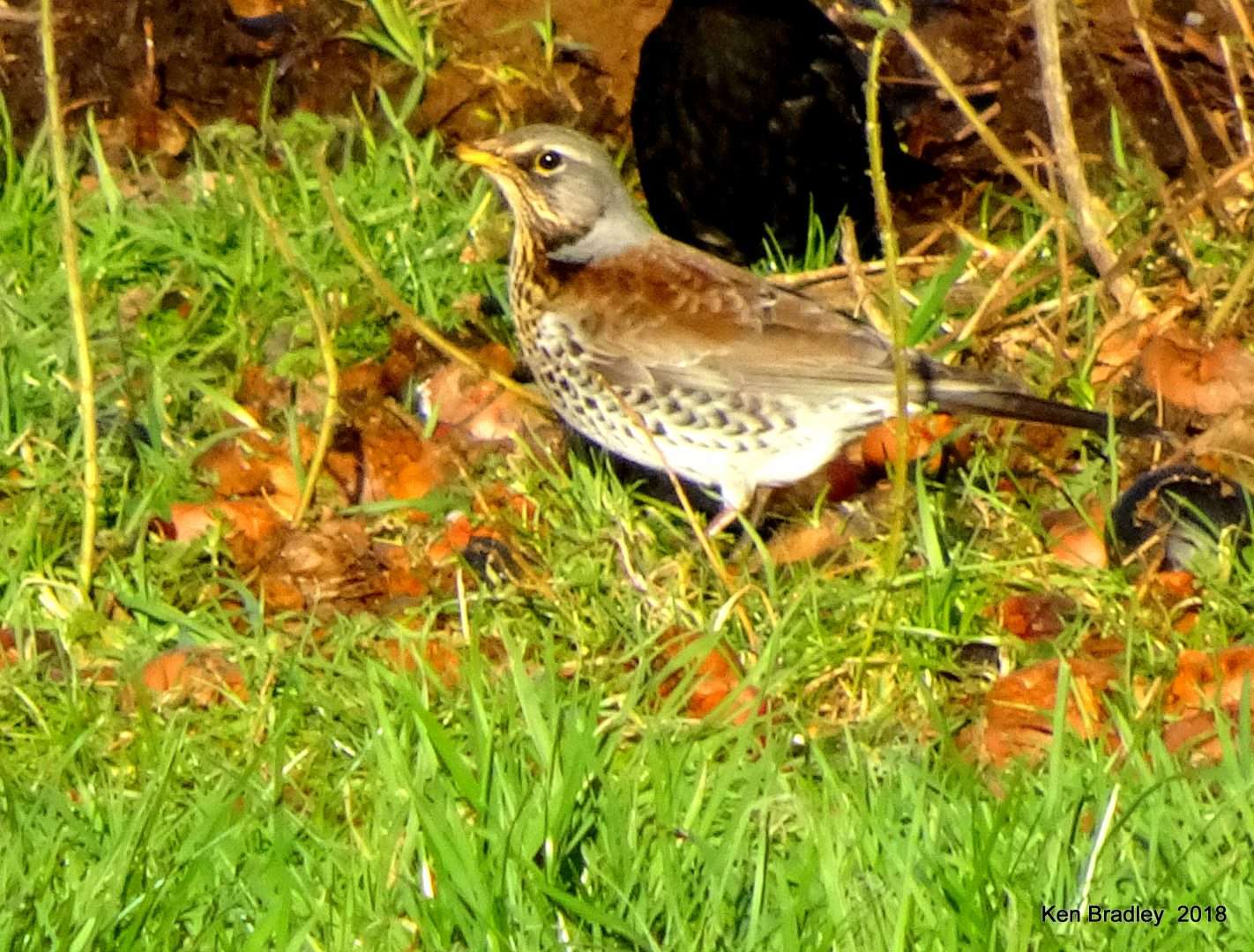 Fieldfare at Parke National Trust by Kenneth Bradley - Devon Birds