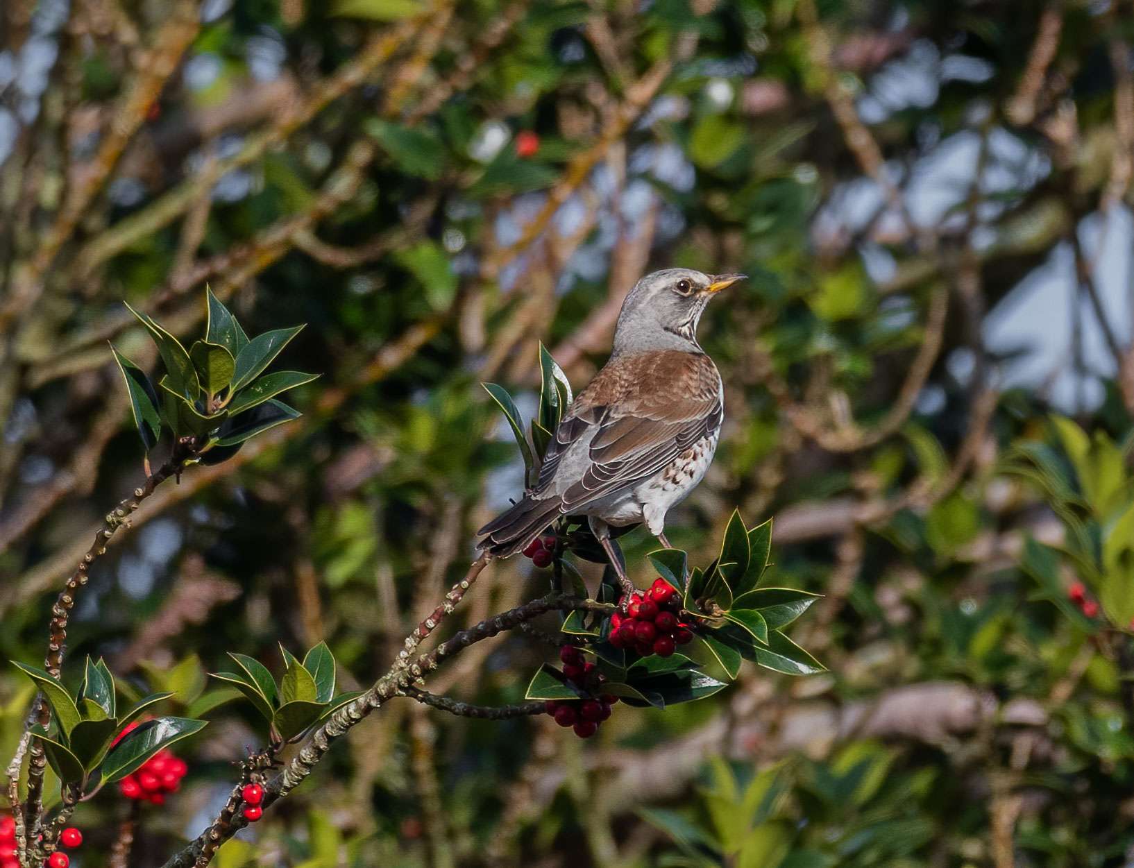 Fieldfare at Cadover by Mark Sturman - Devon Birds