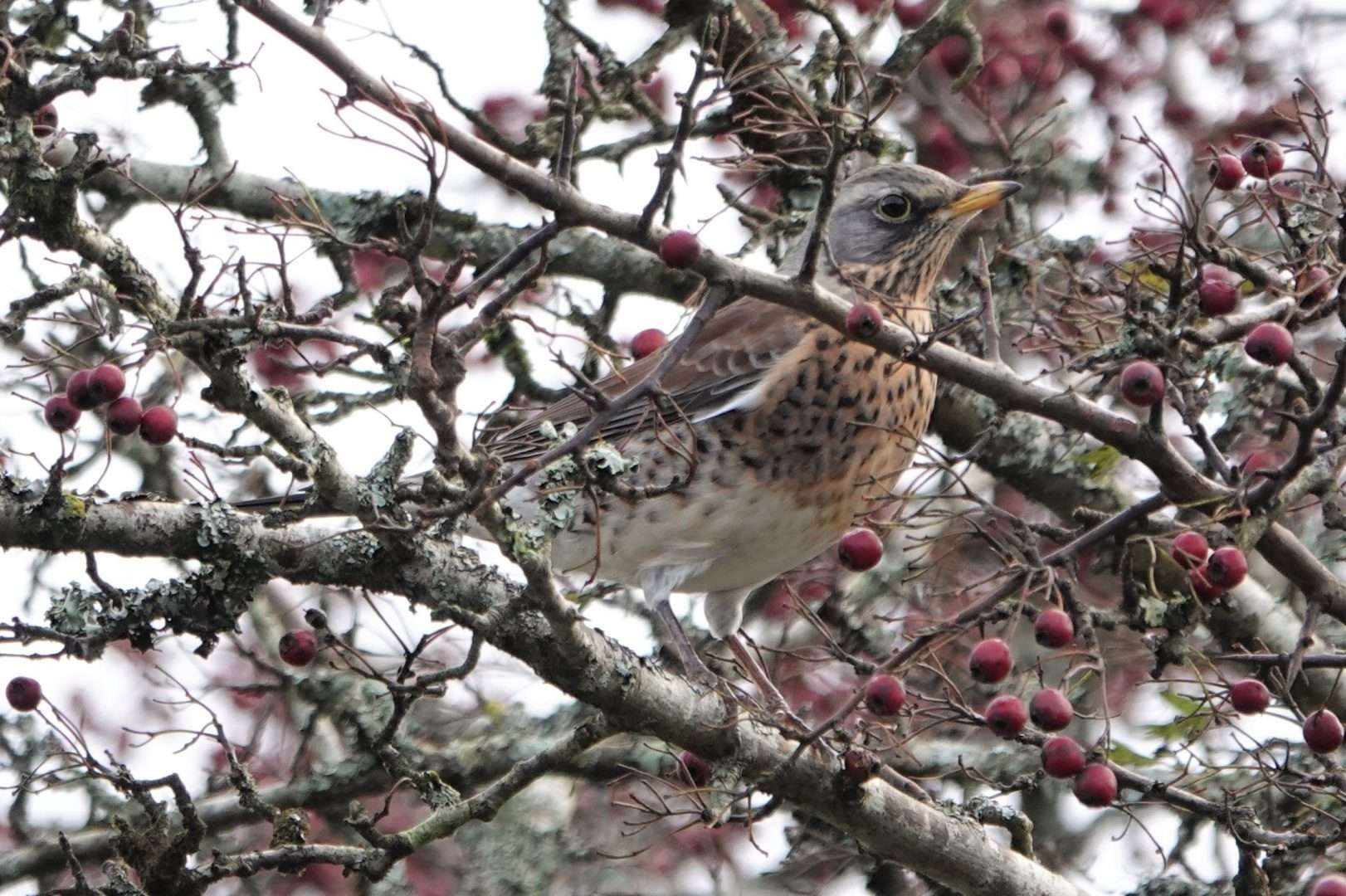 Fieldfare at Lower Tamar Lake by Paul Howrihane - Devon Birds