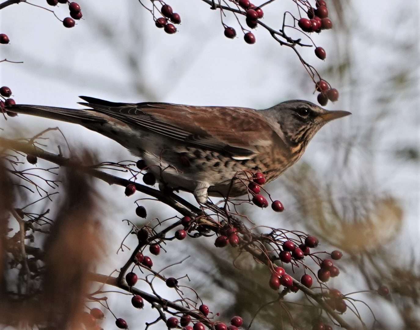 Fieldfare at Lower Tamar Lake by Paul Howrihane - Devon Birds