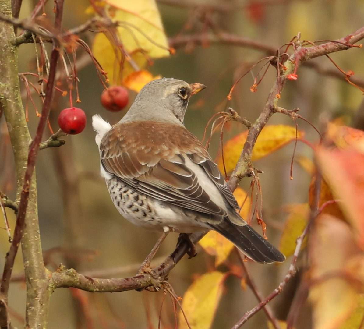 Fieldfare at Killerton by Steve Hopper - Devon Birds