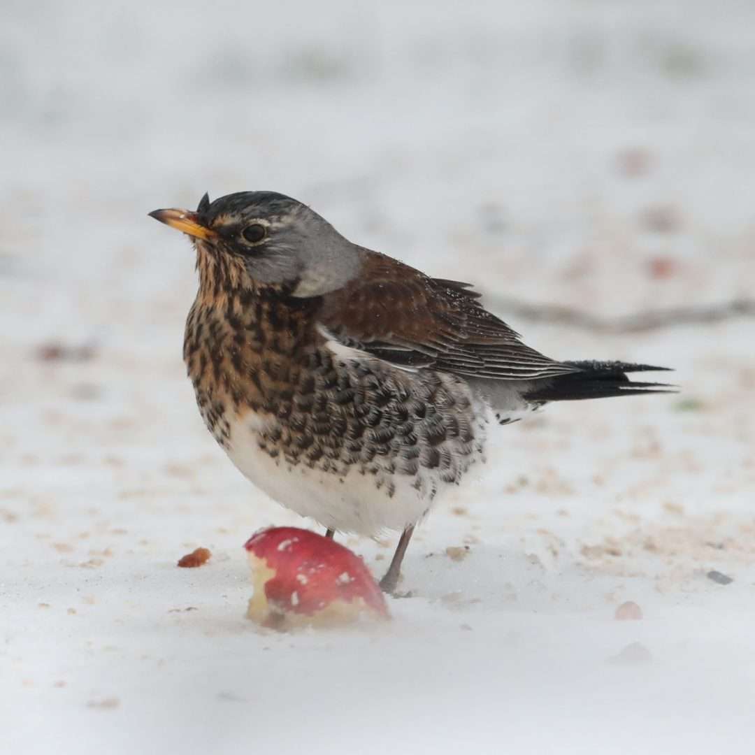 Fieldfare at South Brent by Steve Hopper - Devon Birds