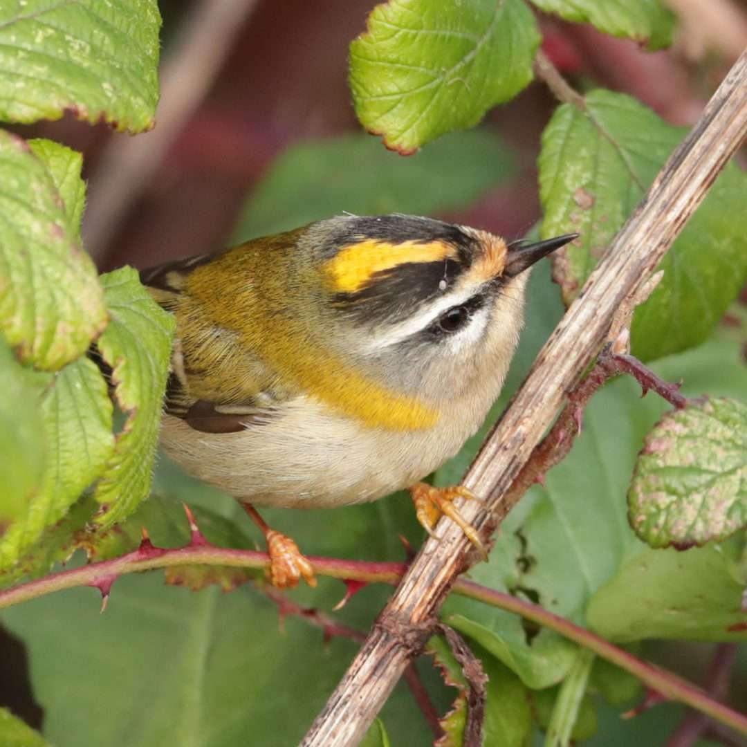 UK Websites - Devon Birds